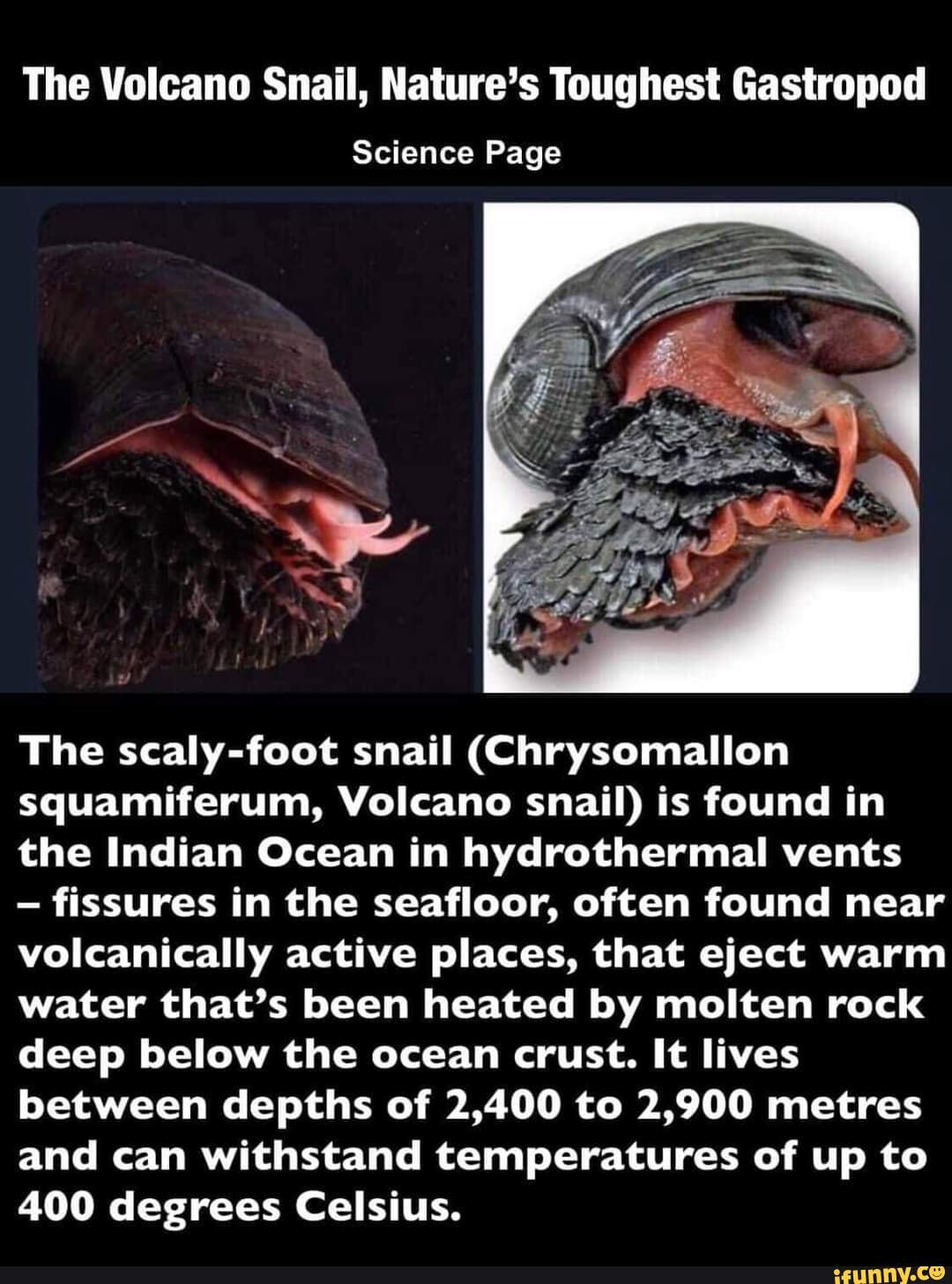 Squamiferum memes. Best Collection of funny Squamiferum pictures on iFunny