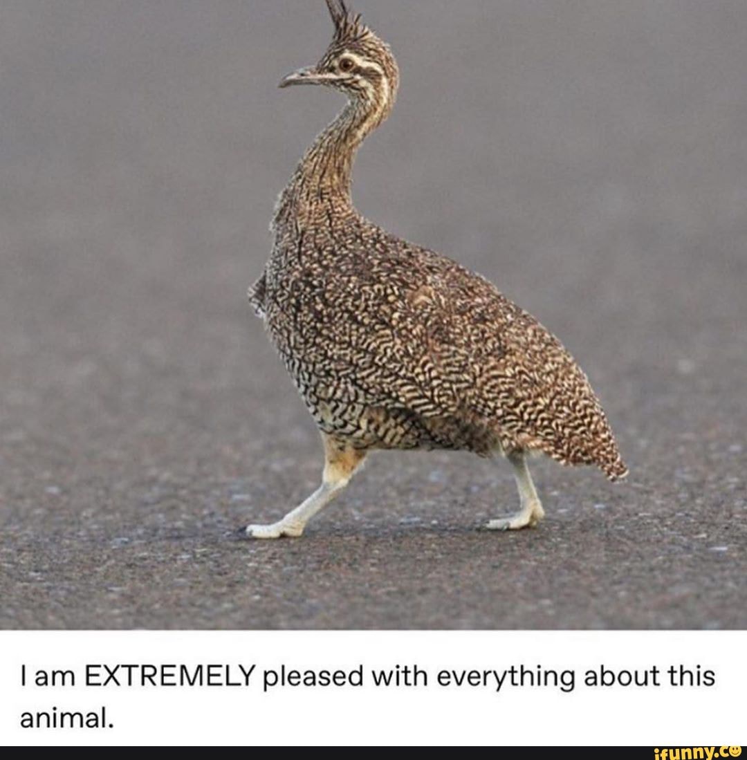 Lam EXTREMELY pleased with everything about this animal. - iFunny