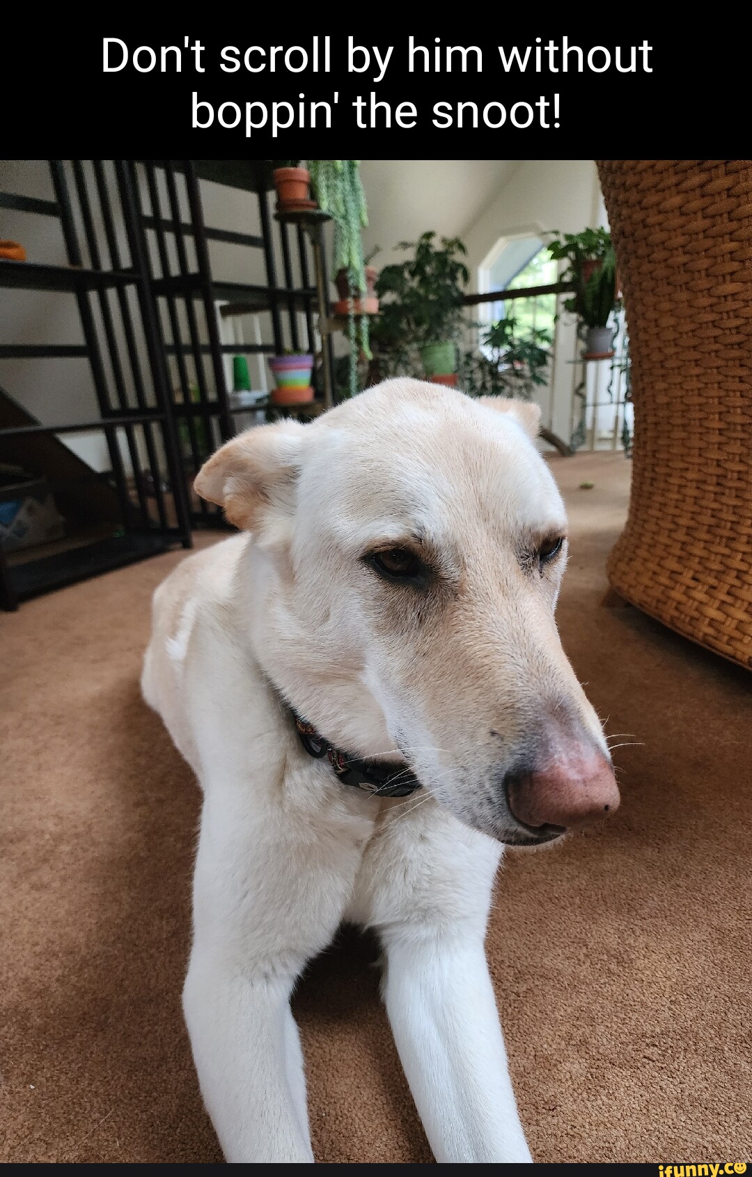 Don't scroll by him without boppin' the snoot! - iFunny