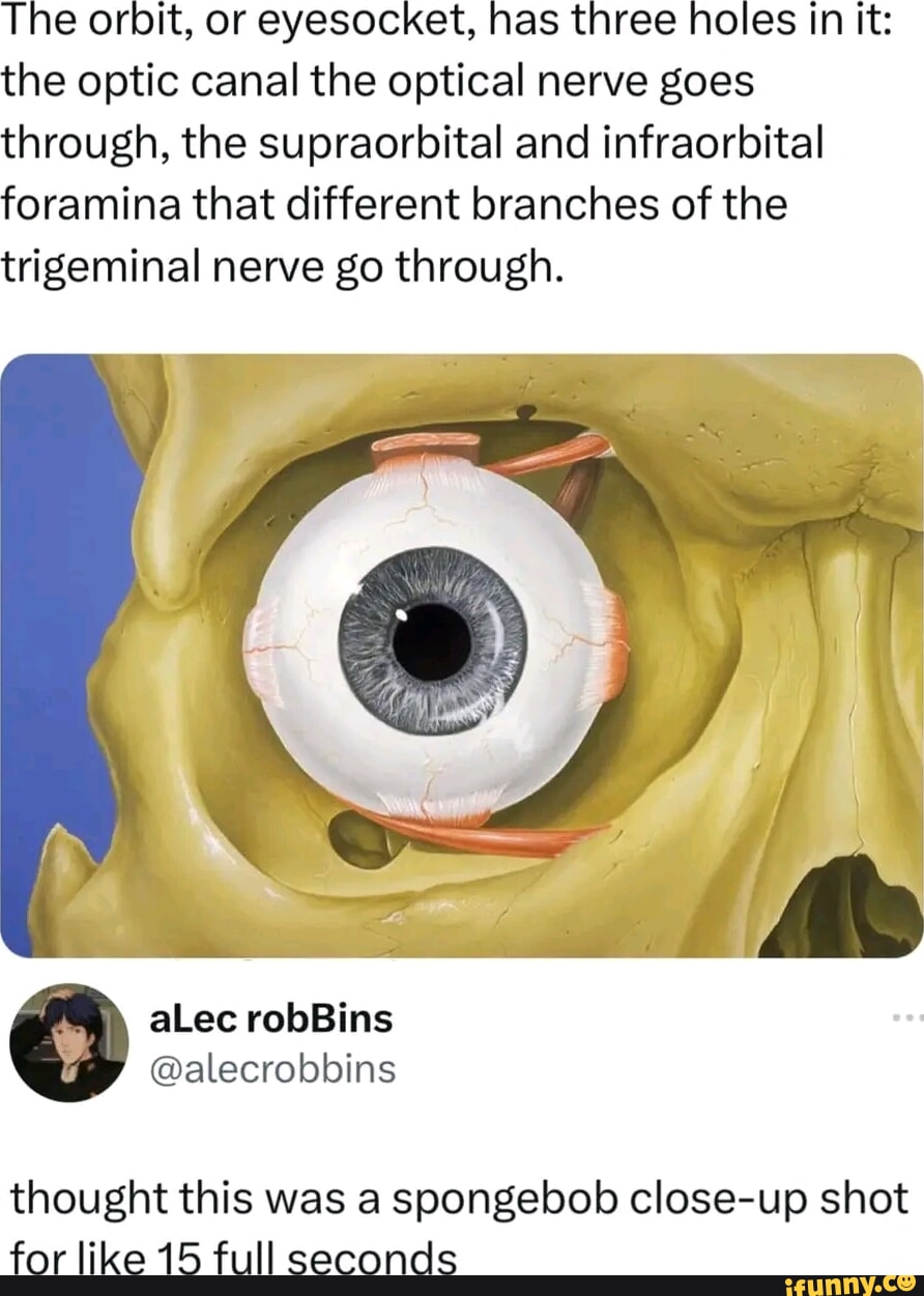 The orbit, or eyesocket, has three holes in it: the optic canal the ...