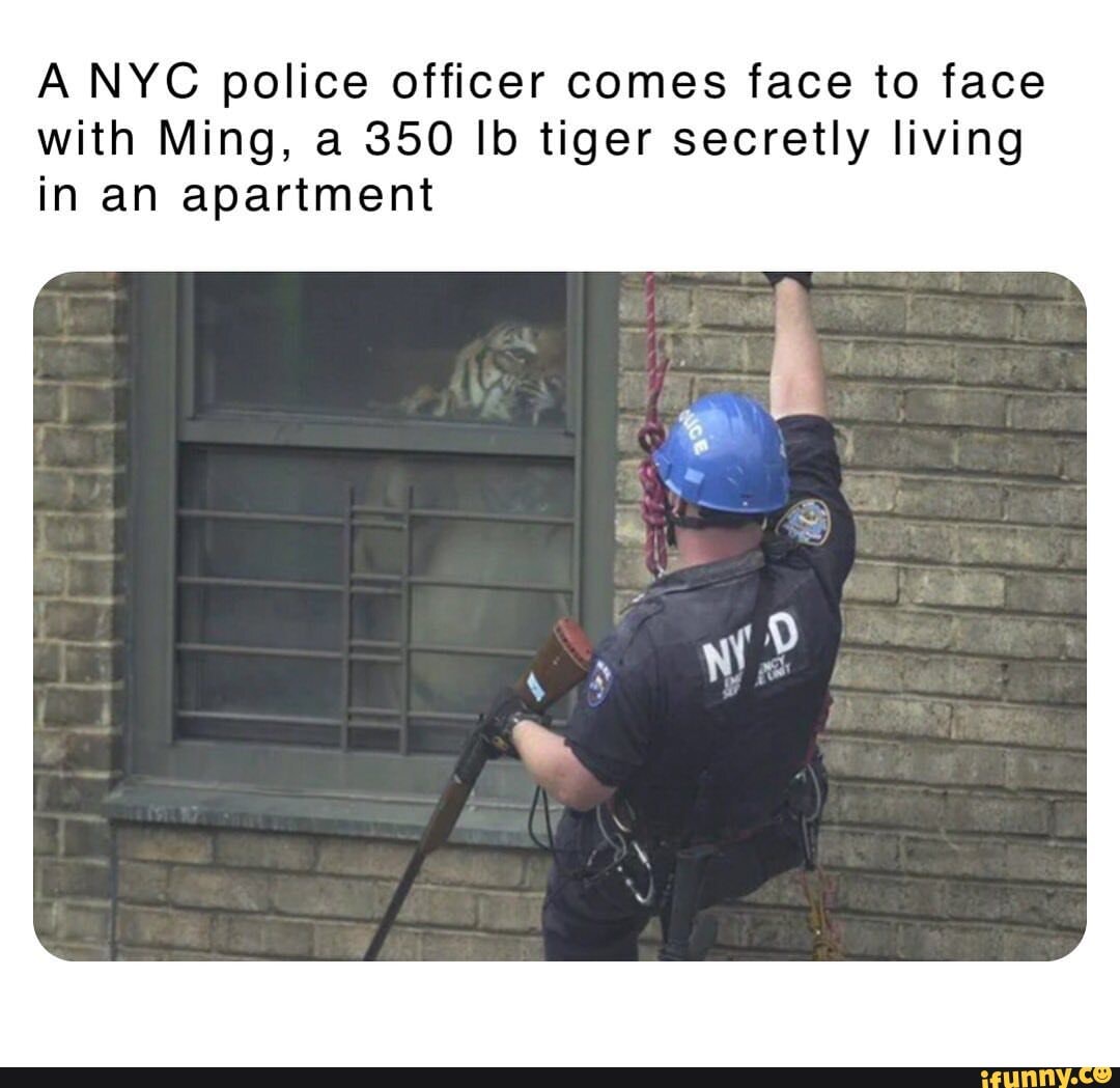 A NYC police officer comes face to face with Ming, a 350 lb tiger ...