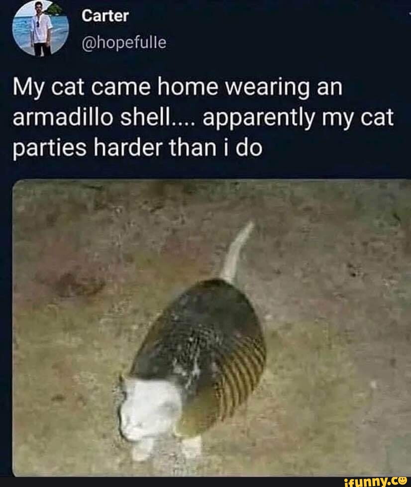 Cartier My cat came home wearing an armadillo shell.... apparently my ...