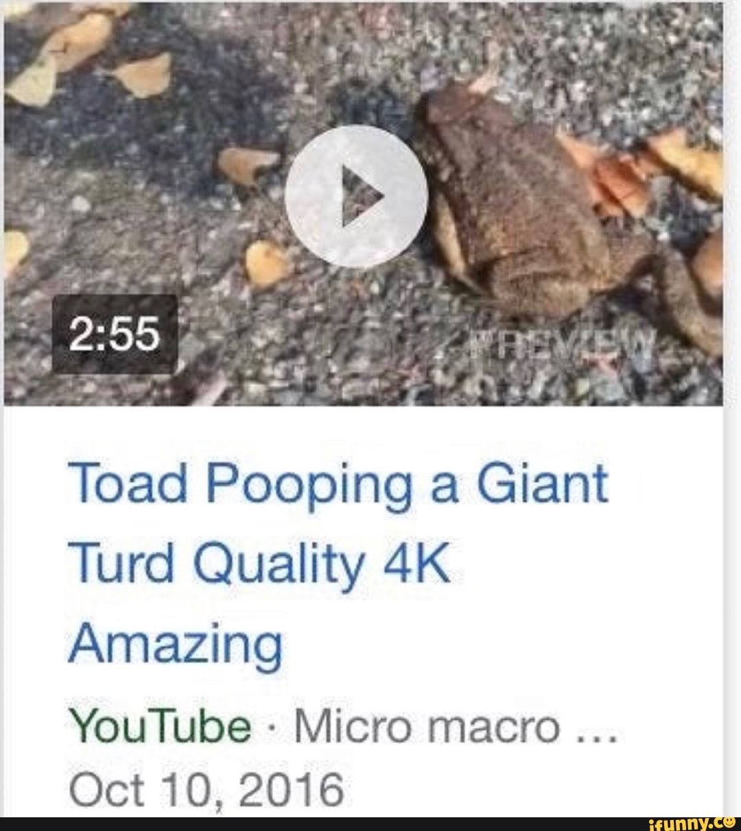 Toad Pooping a Giant Turd Quality 4K Amazing YouTube Micro macro Oct 10 ...