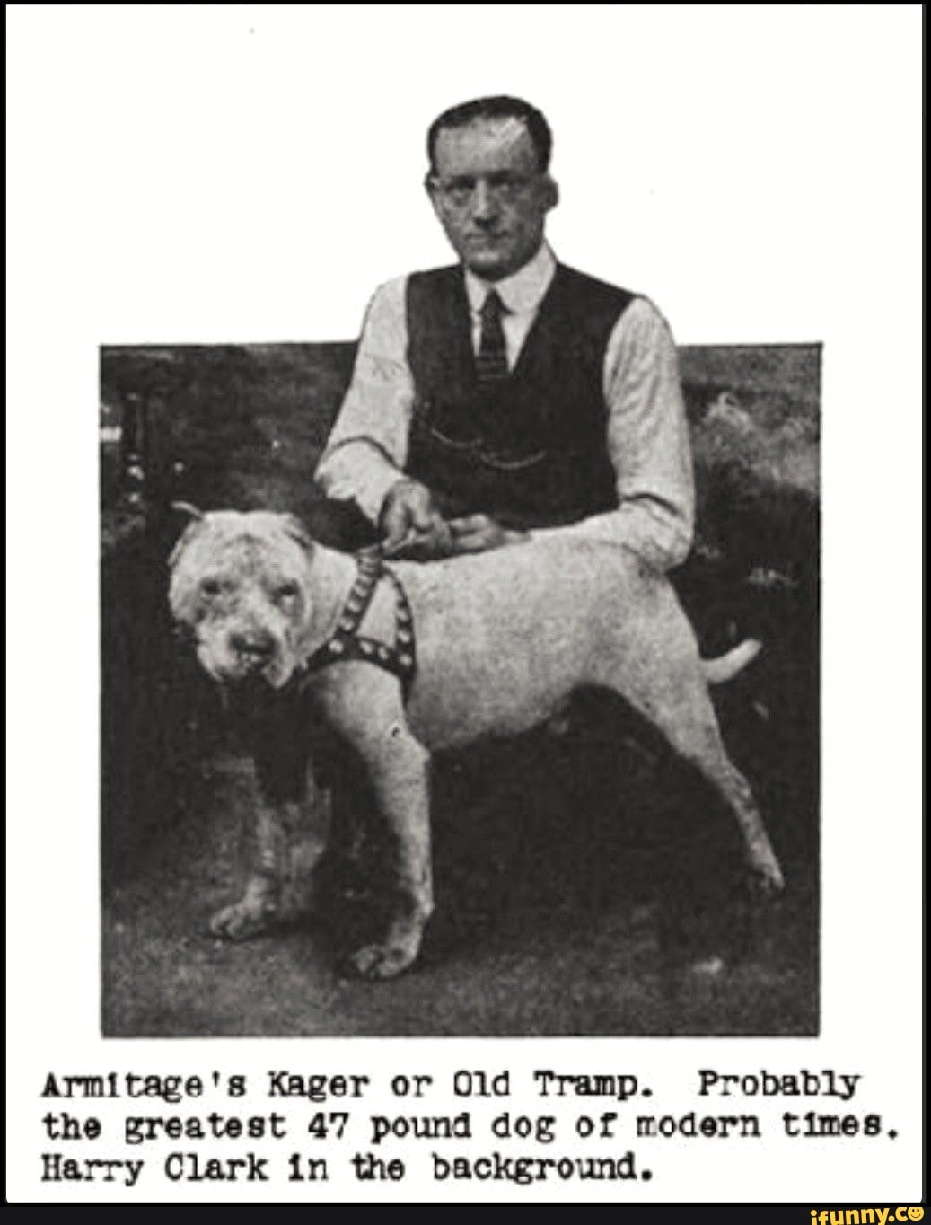 Armitage's Kager or Old Tramp. Probably the greatest 47 pound dog of ...