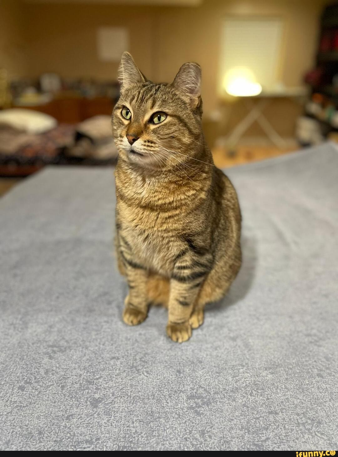 Tobacky memes. Best Collection of funny Tobacky pictures on iFunny