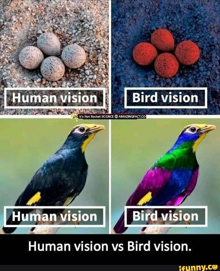 Pig Vision Vs Human Vision at Samantha Tennant blog