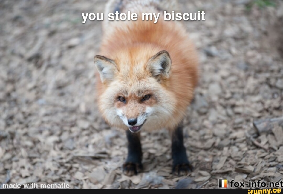 Biscuit memes. Best Collection of funny Biscuit pictures on iFunny
