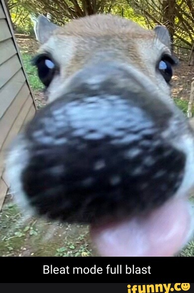Bleat memes. Best Collection of funny Bleat pictures on iFunny