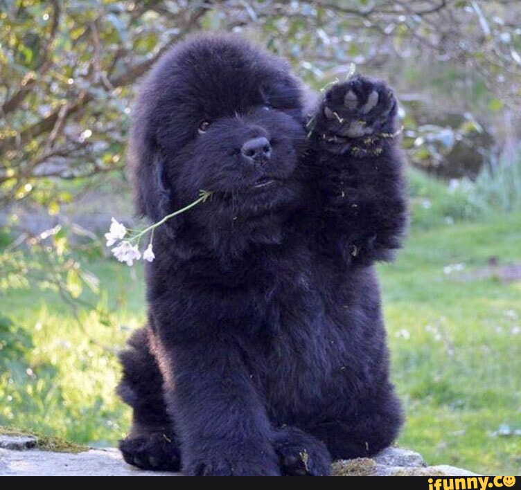 Newfoundland memes. Best Collection of funny Newfoundland pictures on ...
