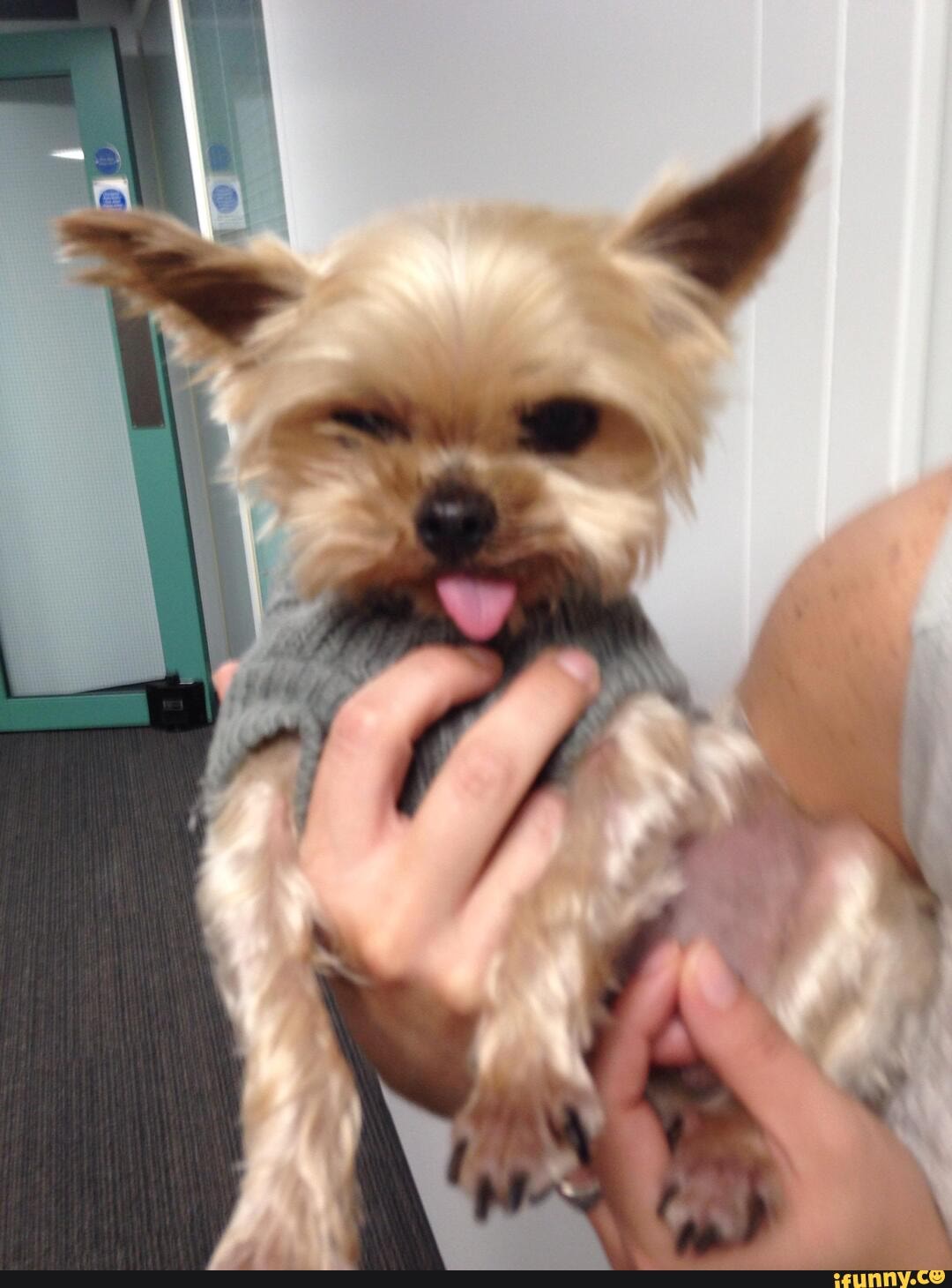 Therapy_dog memes. Best Collection of funny Therapy_dog pictures on iFunny