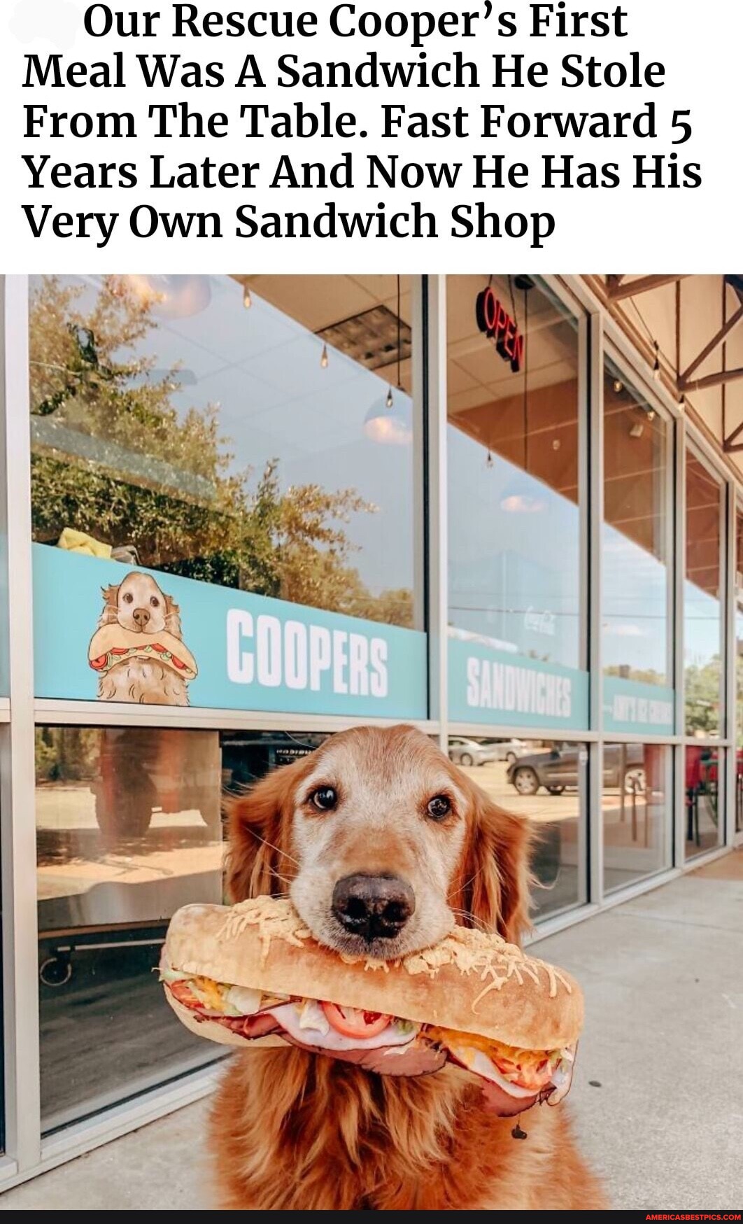 Our Rescue Cooper's First Meal Was A Sandwich He Stole From The Table ...