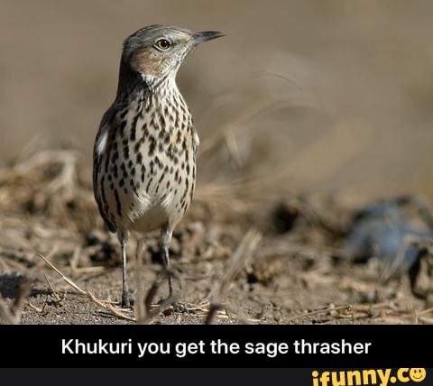 Khukuri memes. Best Collection of funny Khukuri pictures on iFunny