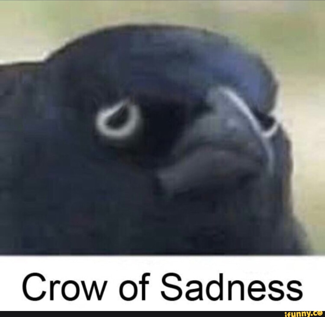 Crow memes. Best Collection of funny Crow pictures on iFunny