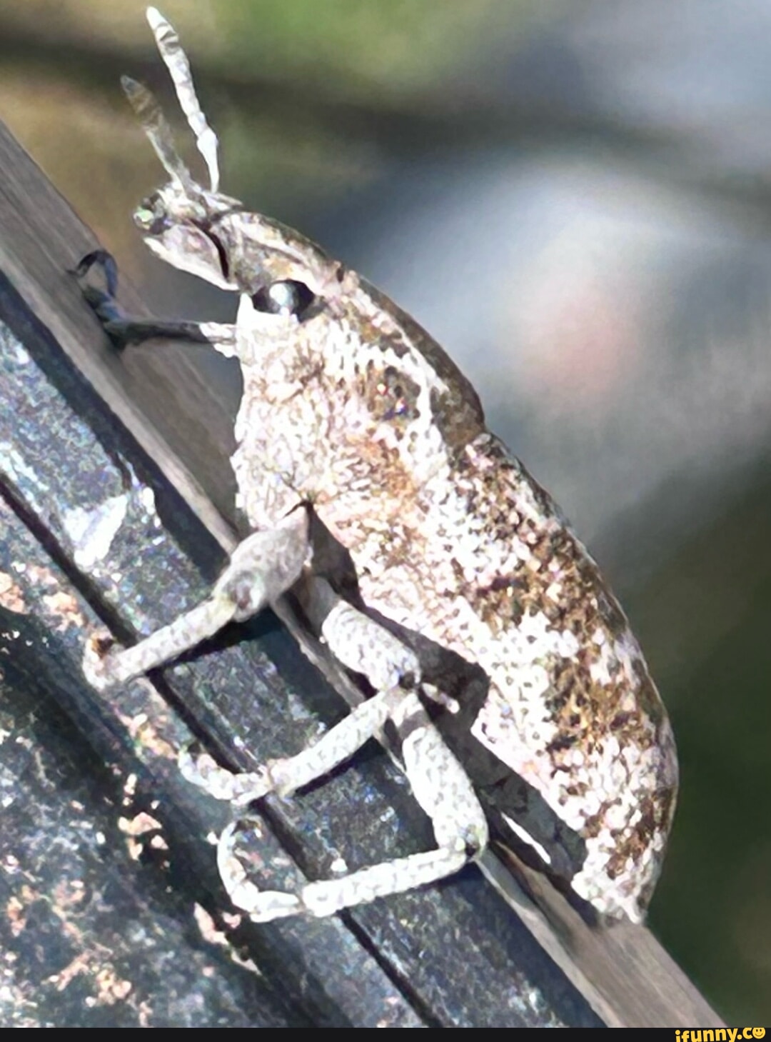 Weevil memes. Best Collection of funny Weevil pictures on iFunny