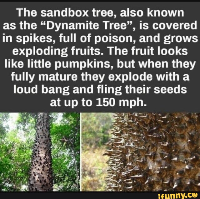 The sandbox tree, also known as the "Dynamite Tree", is covered in ...