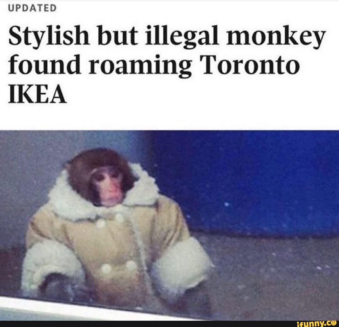 UPDATED Stylish but illegal monkey found roaming Toronto IKEA - iFunny