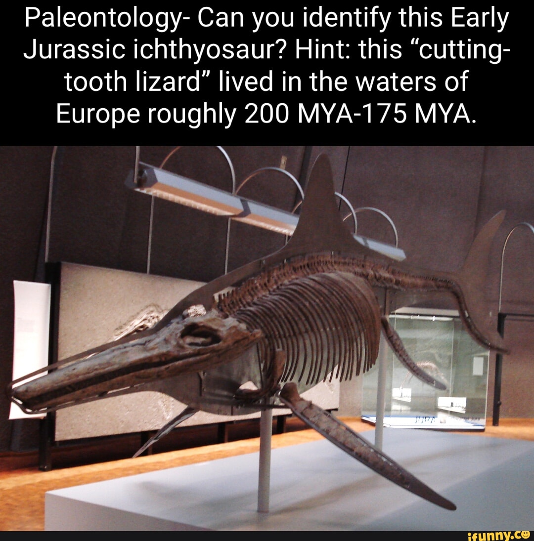 Paleontology- Can you identify this Early Jurassic ichthyosaur? Hint ...
