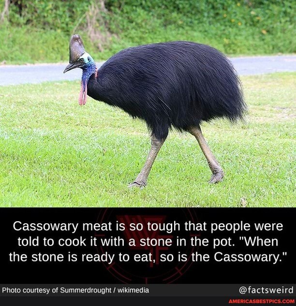 Cassowary meat is so tough that people were told to cook it with a ...