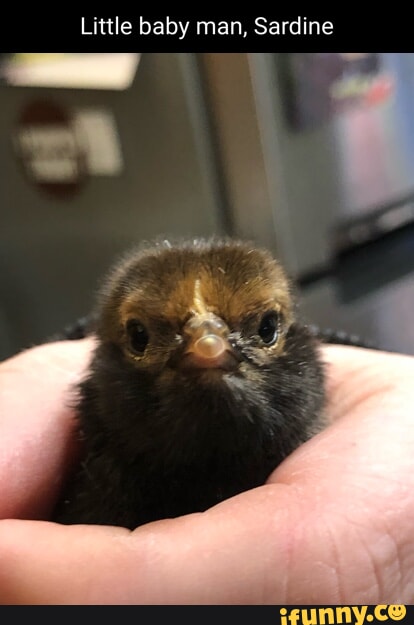 Sardine memes. Best Collection of funny Sardine pictures on iFunny