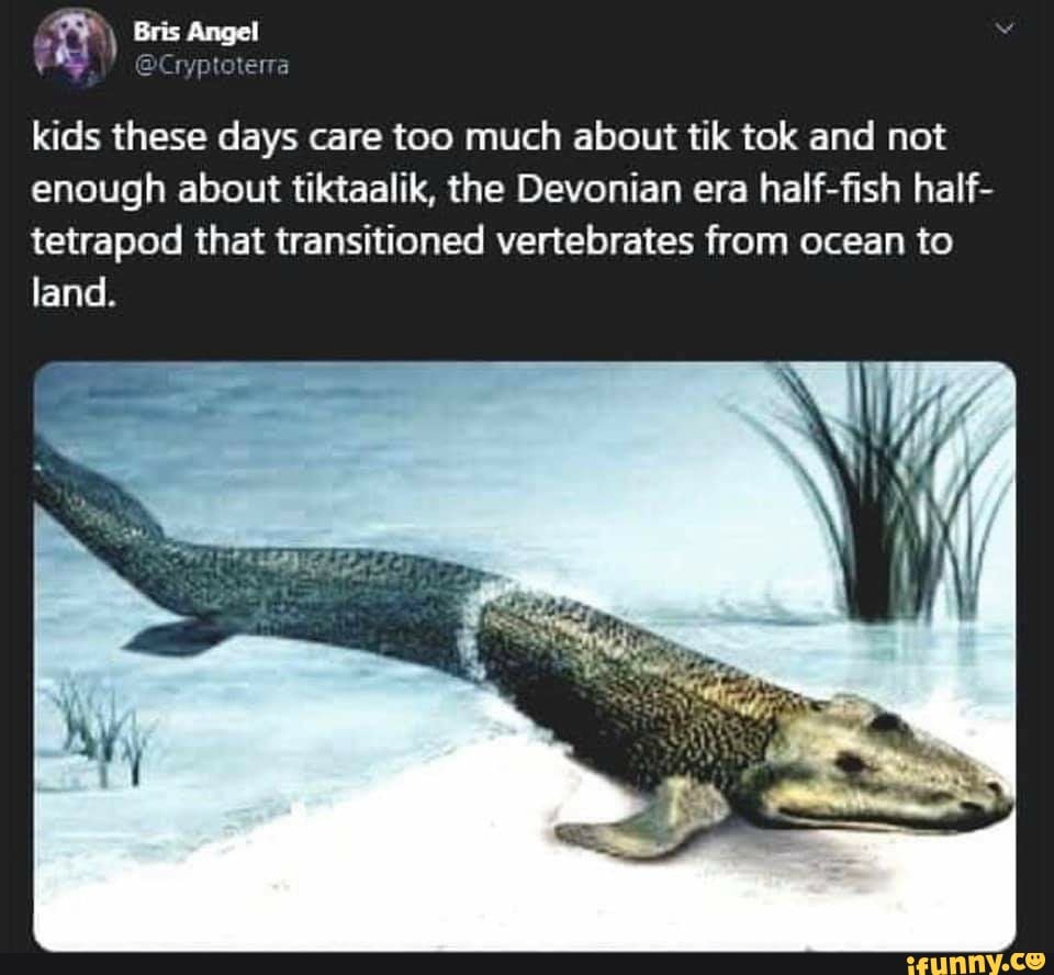 Tetrapod memes. Best Collection of funny Tetrapod pictures on iFunny