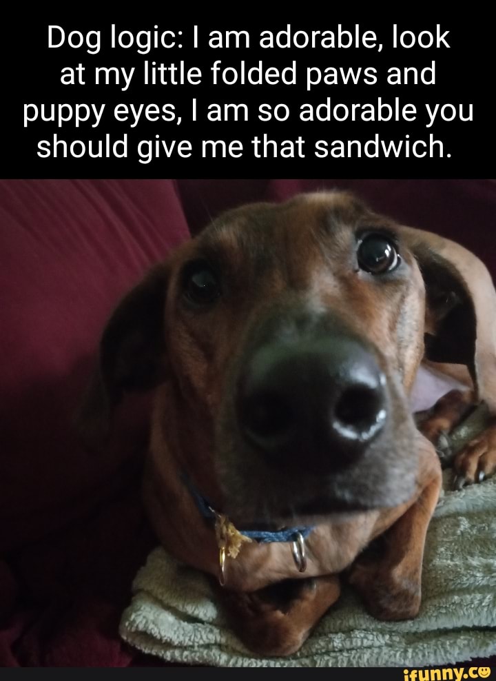 Doglogic memes. Best Collection of funny Doglogic pictures on iFunny