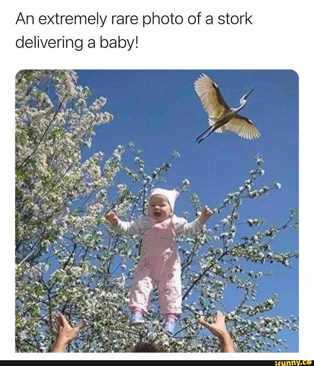Sunday meme dump! - An extremely rare photo of stork delivering a baby ...
