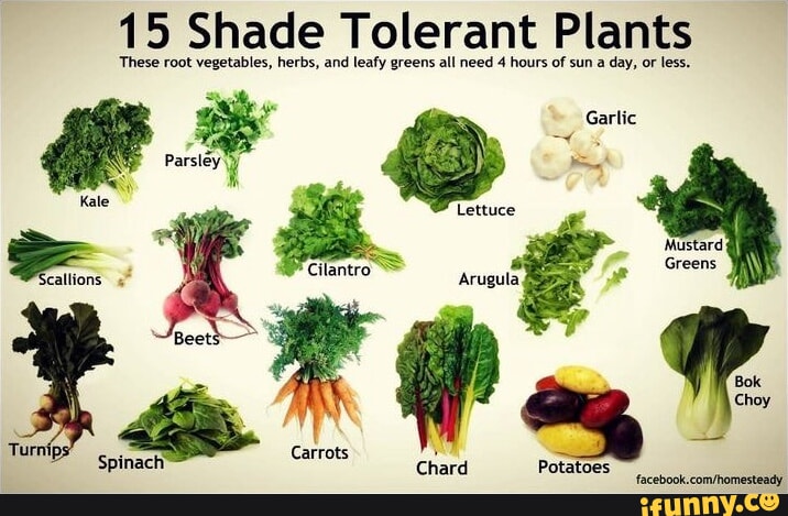 Cilantro memes. Best Collection of funny Cilantro pictures on iFunny