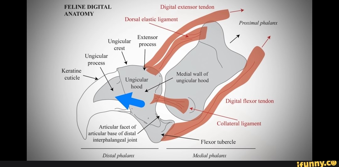 FELINE DIGITAL Digital extensor tendon ANATOMY Dorsal elastic ligament ...