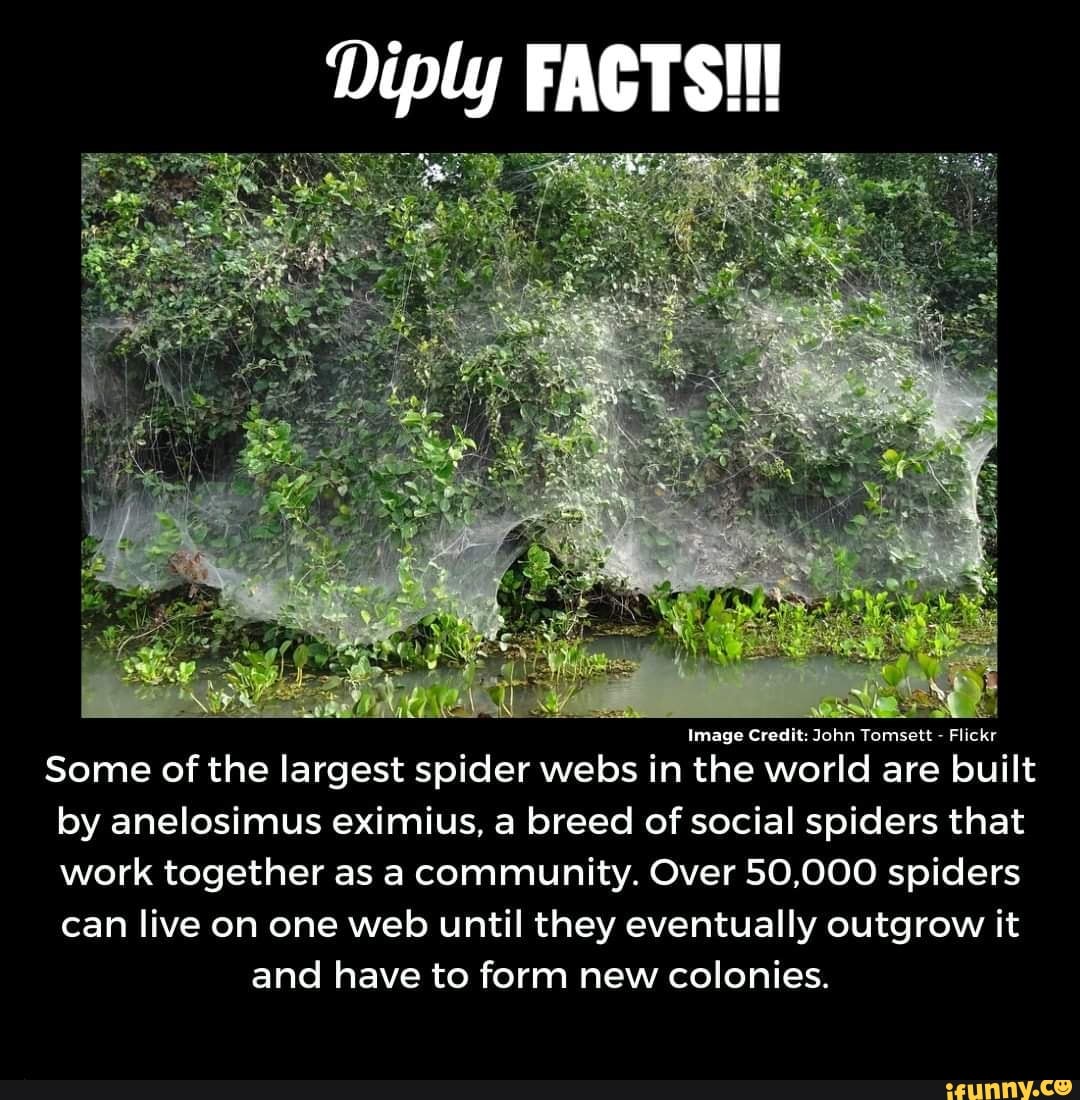 Some of the largest spider webs in the world are built by anelosimus ...