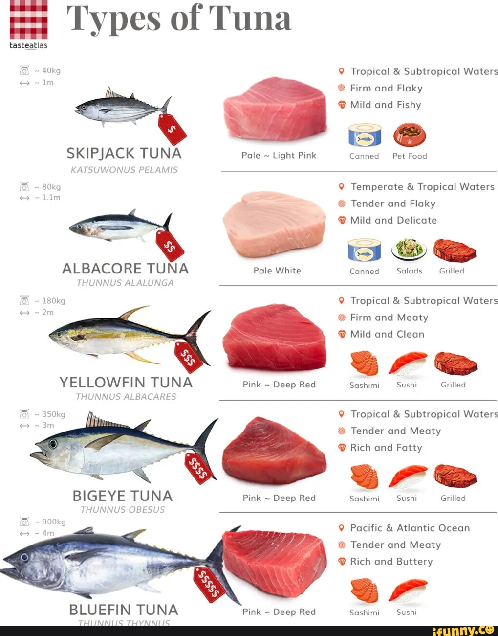 Types of Tuna tasteatlas ~ 40kg SKIPJACK TUNA KATSUWONUS PELAMIS ~ 80kg ...