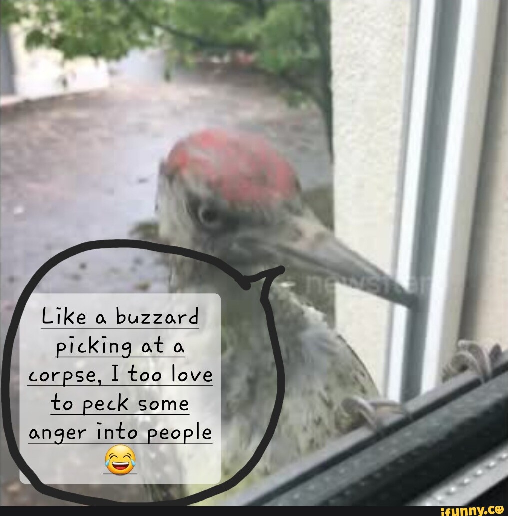 Buzzard memes. Best Collection of funny Buzzard pictures on iFunny
