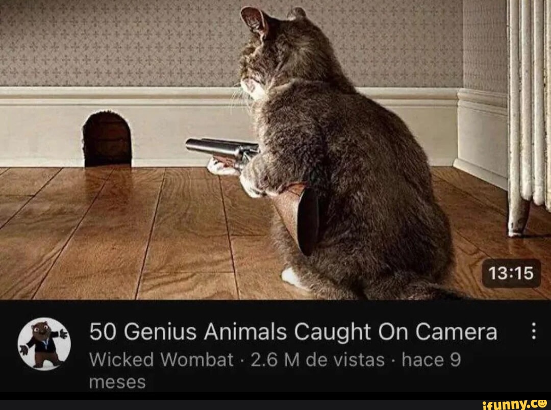 Wombat memes. Best Collection of funny Wombat pictures on iFunny