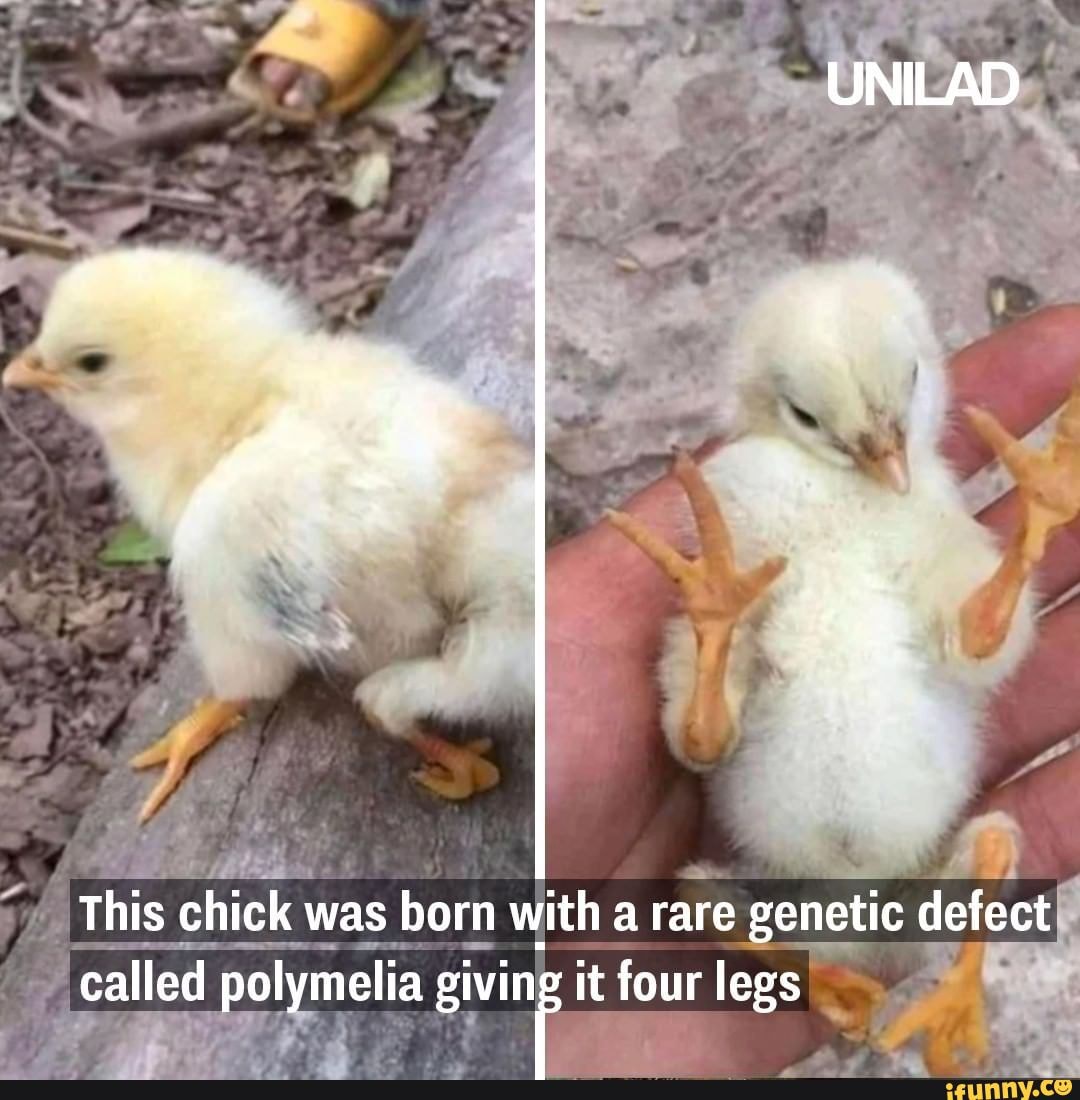 UNILAD of This chick was born with a rare genetic defect called ...