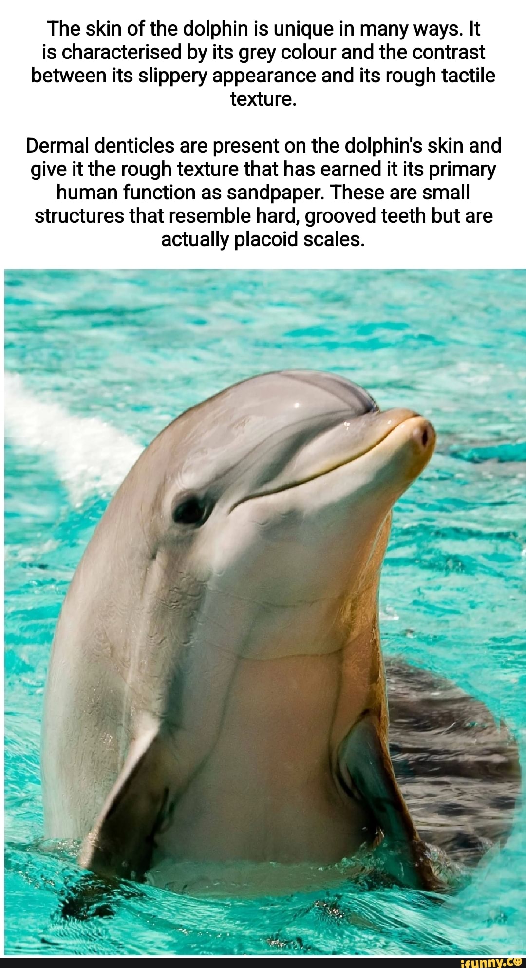 The skin of the dolphin is unique in many ways. It is characterised by ...