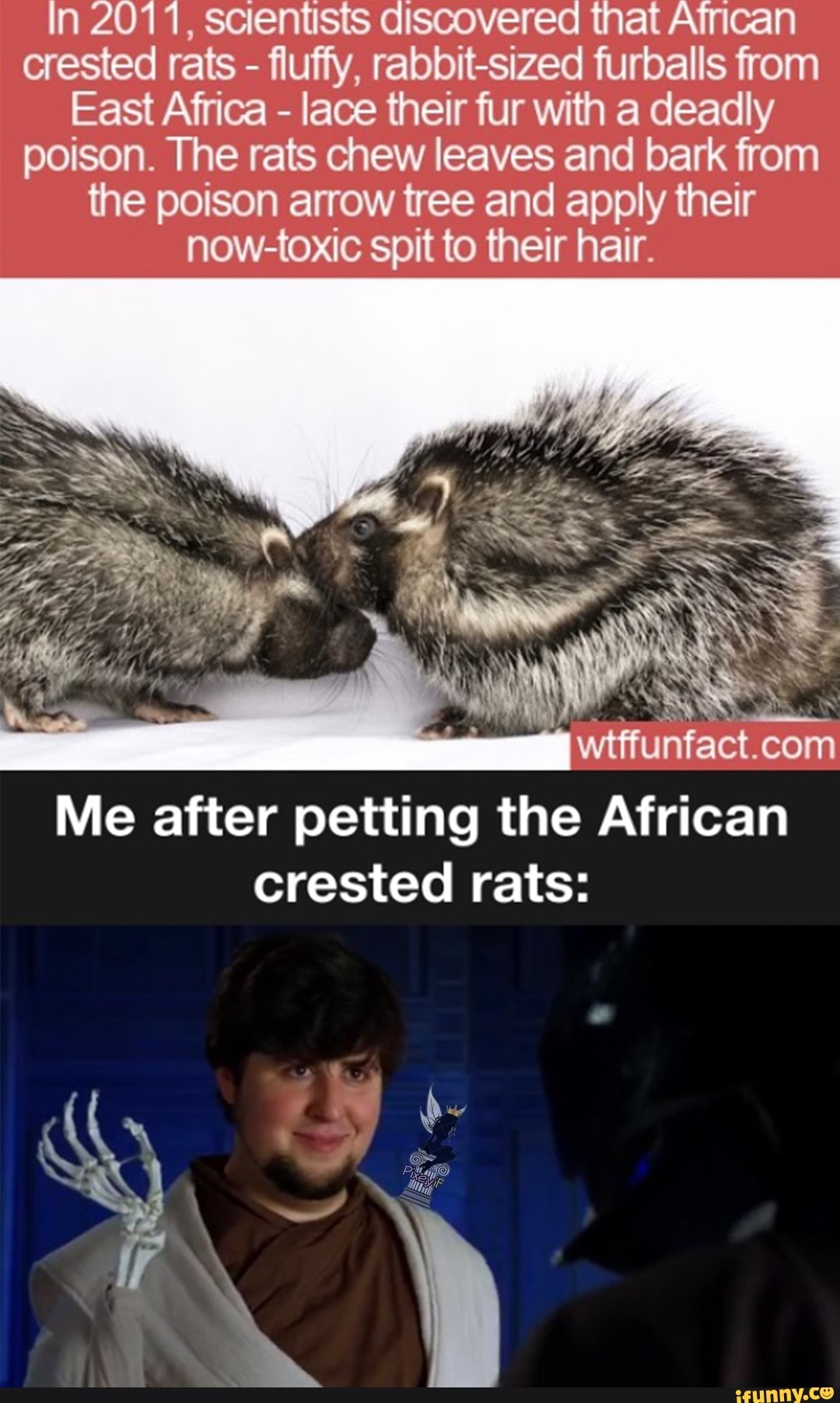 In 2011, scientists discovered that African crested rats - fluffy ...