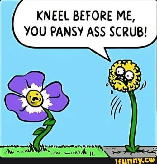 Pansy memes. Best Collection of funny Pansy pictures on iFunny