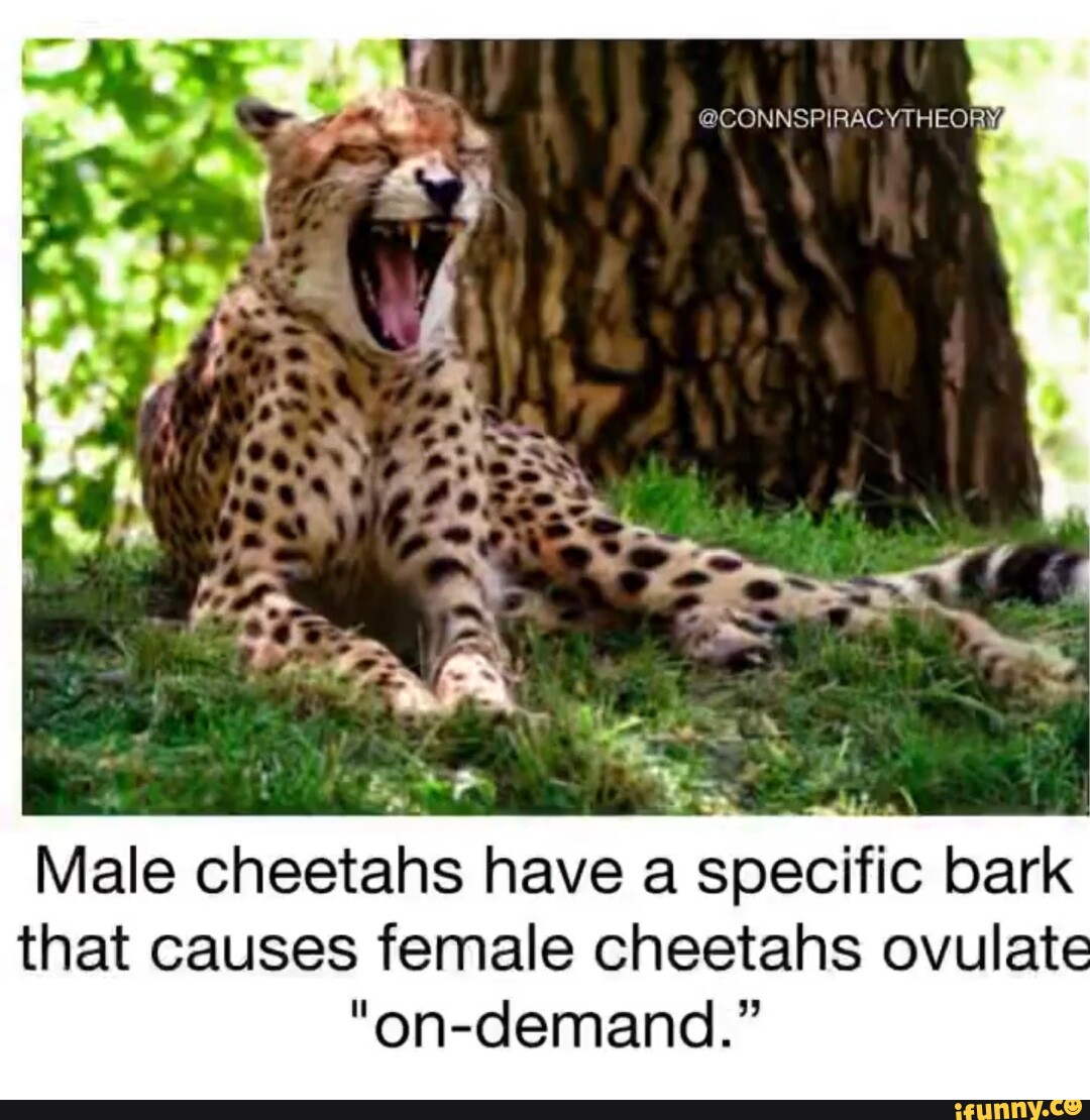 @CONNSPIRACYTHEORY Male cheetahs have a specific bark that causes ...