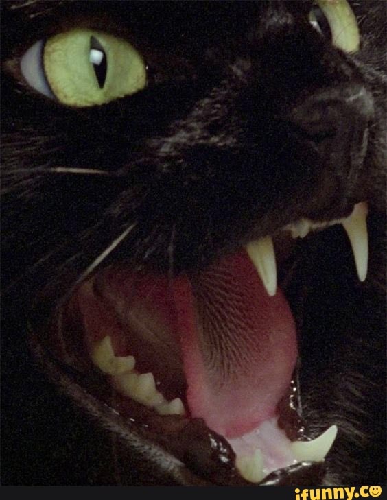 Gothic memes. Best Collection of funny Gothic pictures on iFunny