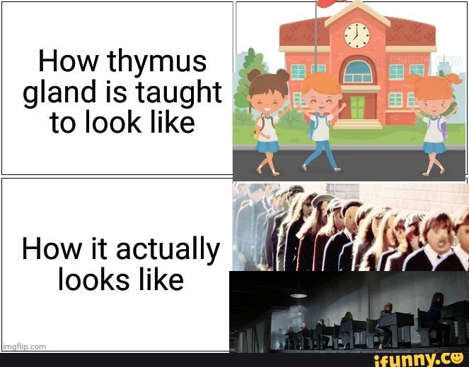 How thymus gland is taught to look like om How it actually looks like ...