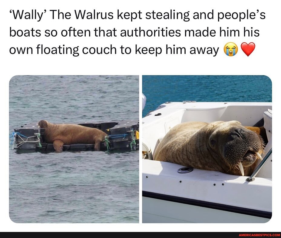 Poor guy just wanted somewhere to chill memes explore photography ocean funny - 'Wally' The ...