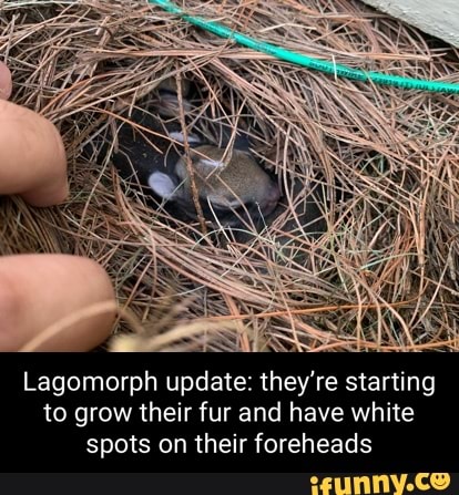 Lagomorph memes. Best Collection of funny Lagomorph pictures on iFunny