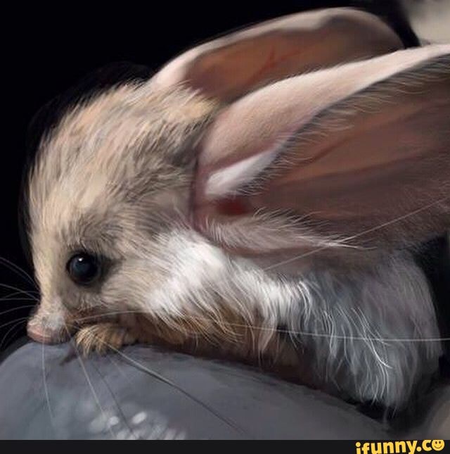 Jerboa memes. Best Collection of funny Jerboa pictures on iFunny