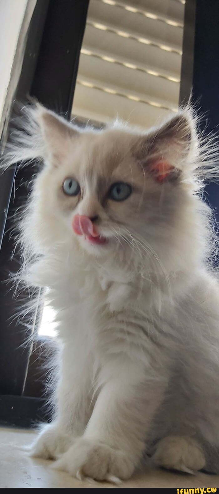 Ragdoll_kitten memes. Best Collection of funny Ragdoll_kitten pictures ...