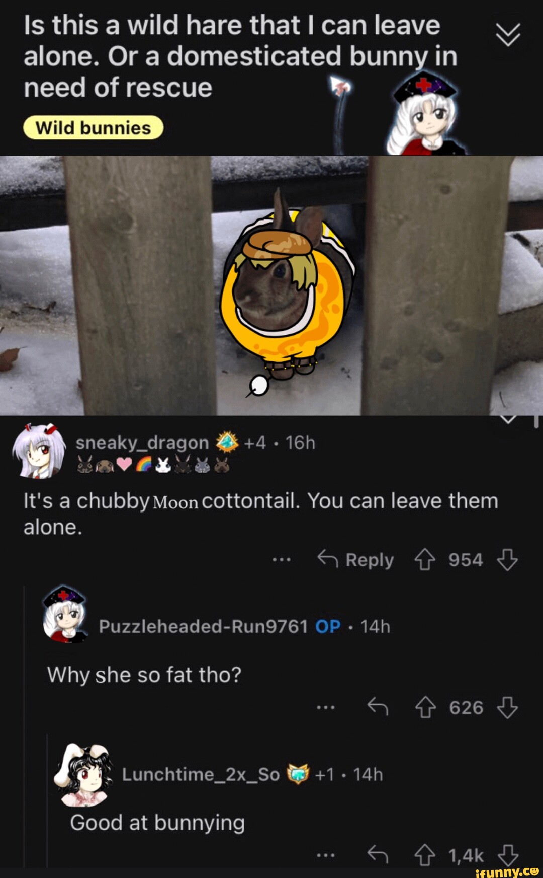 Domesticated memes. Best Collection of funny Domesticated pictures on ...