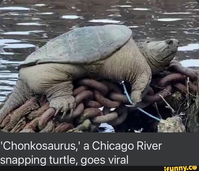 Chicago River snapping turtle, goes viral - iFunny
