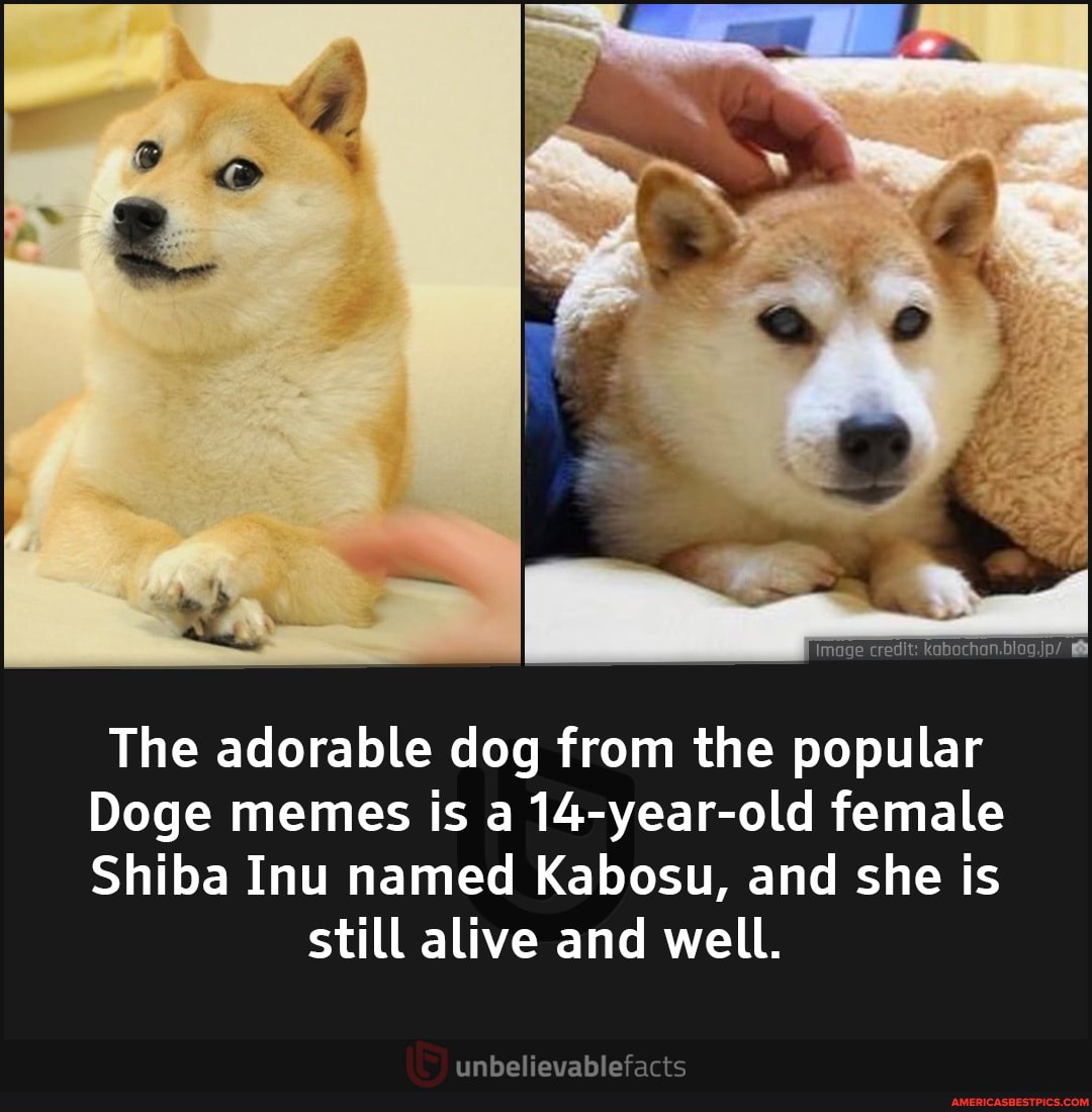 The adorable dog from the popular Doge memes is a 14-year-old female ...