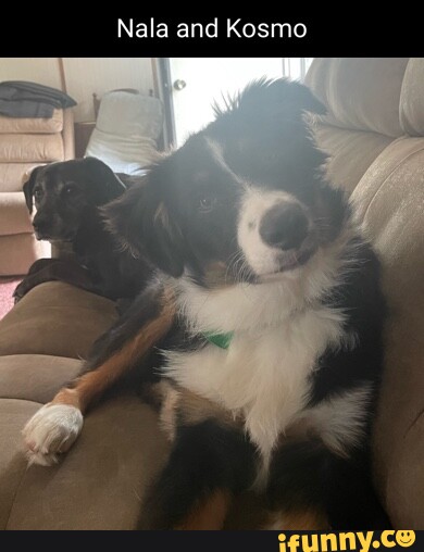 Nala memes. Best Collection of funny Nala pictures on iFunny