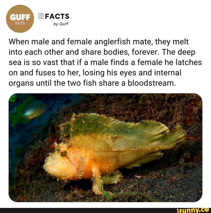 FACTS by Guff When male and female anglerfish mate, they melt into each ...