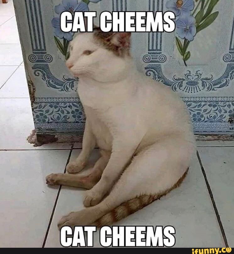 CAT CHEEMS CAT CHEEMS - iFunny