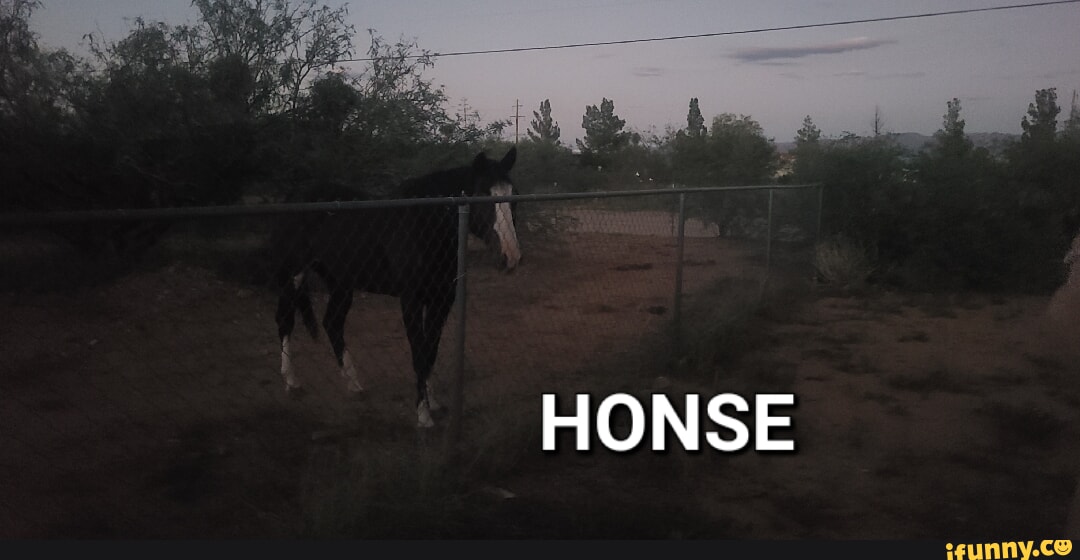 Honse memes. Best Collection of funny Honse pictures on iFunny